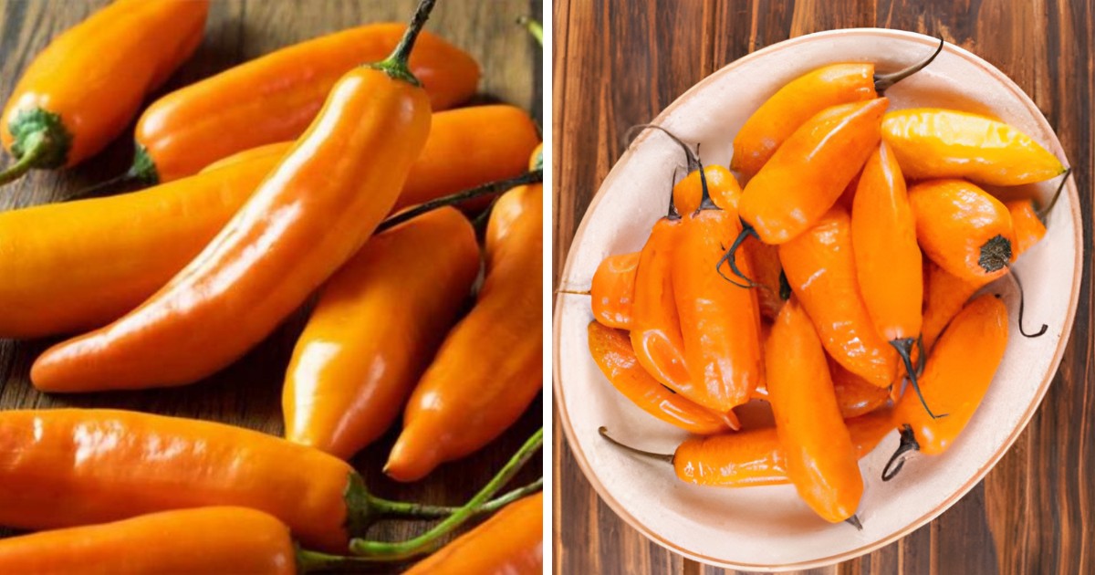 El significado cultural del ají amarillo en la cocina peruana - Calle ...